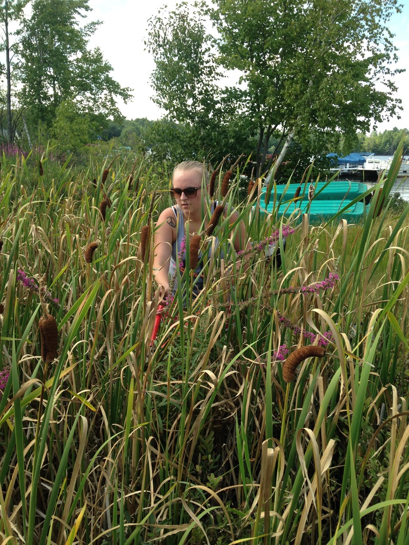 Photos from the Field – Aquatic Invasive Species